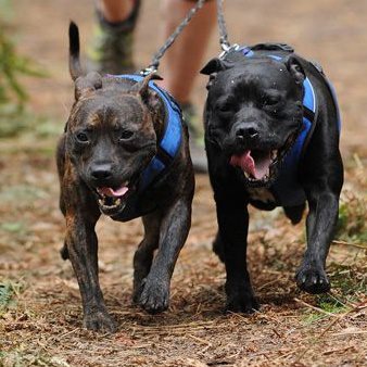 The Road to Stonehenge - Half Marathon Training (Canicross Style) - K9 ...