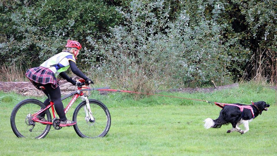 CanineMax 2013 CaniX Championships - Race Report - K9 Trail Time ...