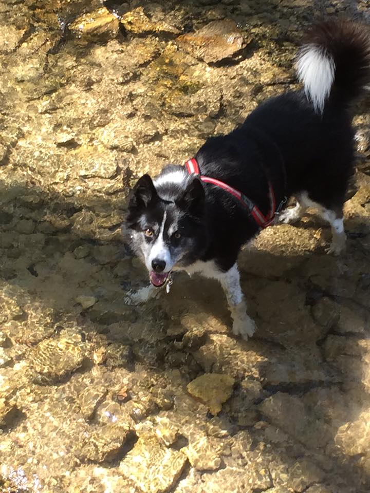 Heatstroke in dogs (a temperature monitoring study in sport dogs) - K9 ...