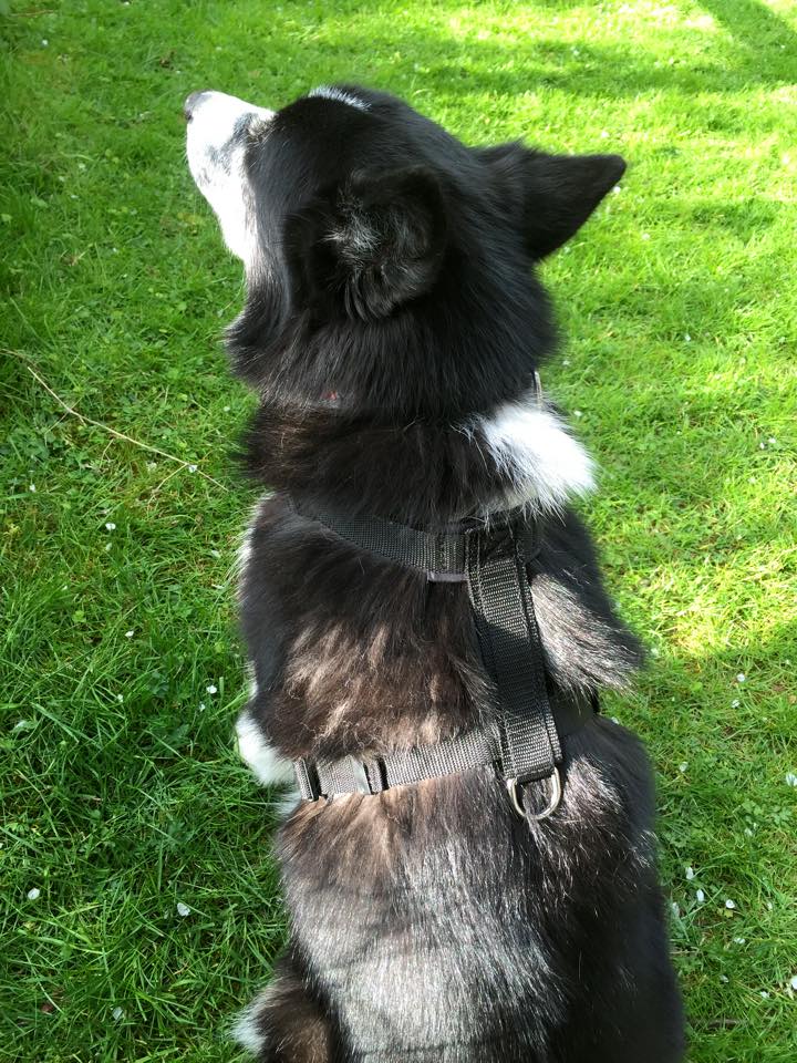 Product Feature - The Neewa Running Harness - K9 Trail Time: Leading ...