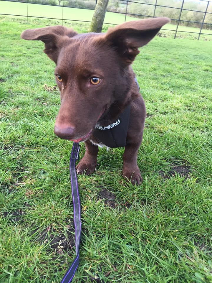 Product Feature - The Neewa Running Harness - K9 Trail Time: Leading ...