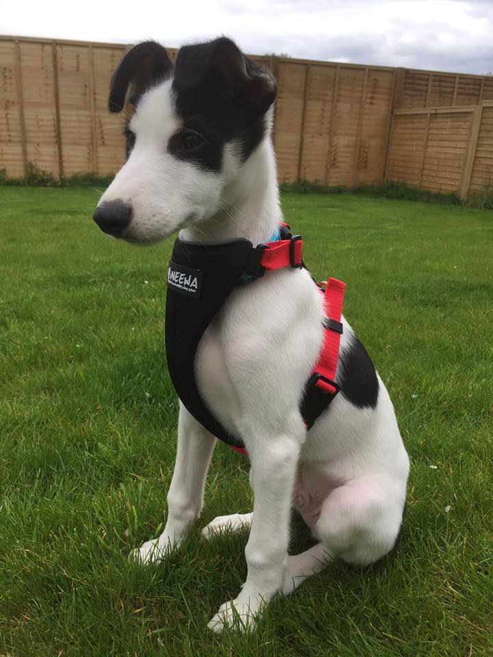 The Puppy Diary - Starting to train (10 weeks to 6 months) - K9 Trail ...