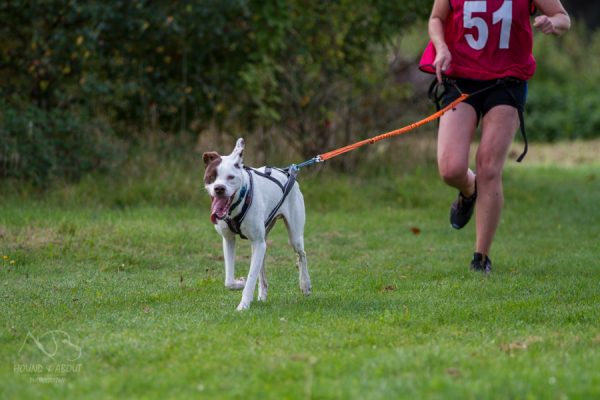 Triathlon for dogs comes to the UK - K9 Trail Time: Leading Canine ...