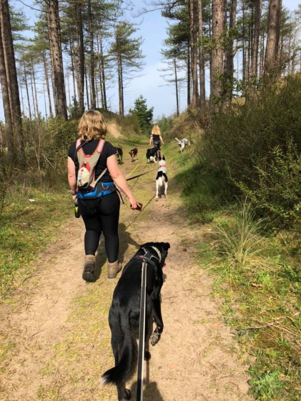 Dog walking essentials, how to have the best walks with your dogs - K9 ...