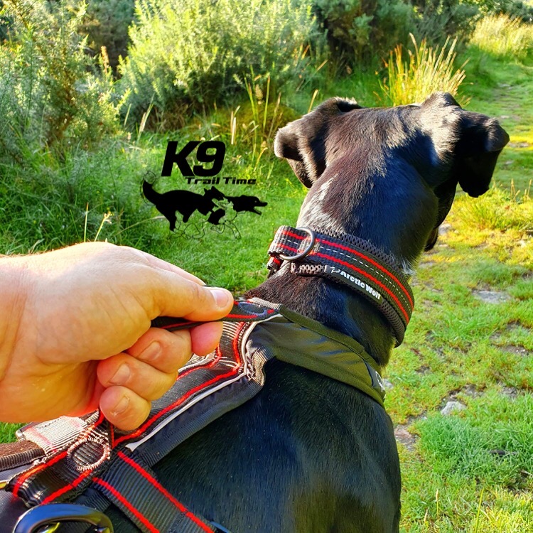 Product Feature - The Arctic Wolf Adventure Harness - K9 Trail Time ...