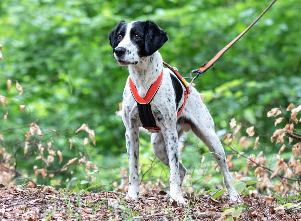 The Arctic Wolf Multi Sport Harness