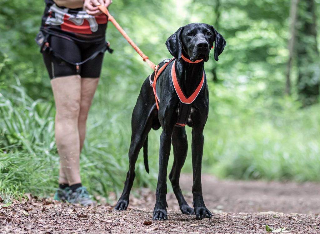 The Arctic Wolf Multi Sport Harness is a unique style of harness with ...