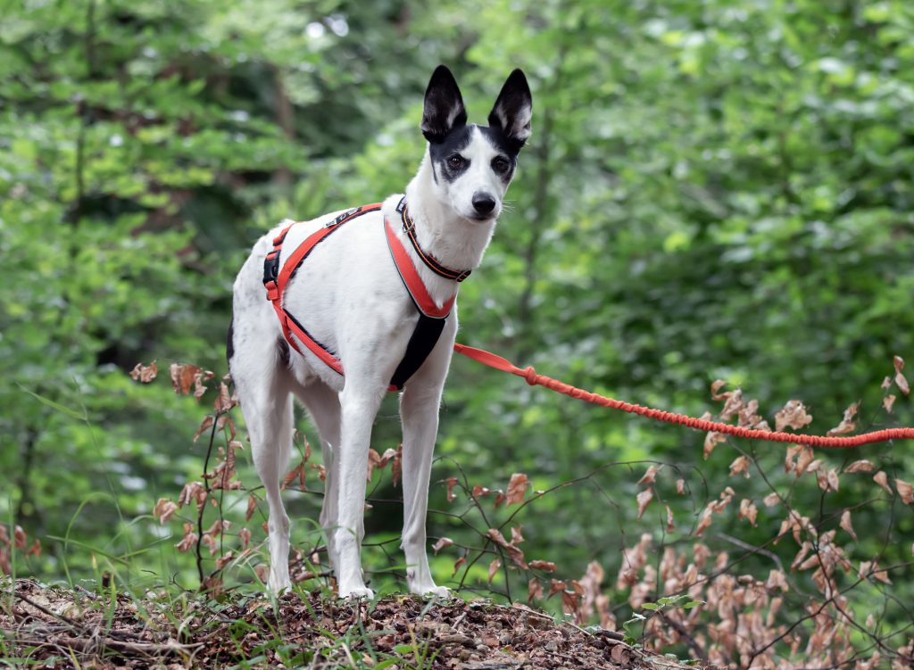 The Arctic Wolf Multi Sport Harness is a unique style of harness with ...