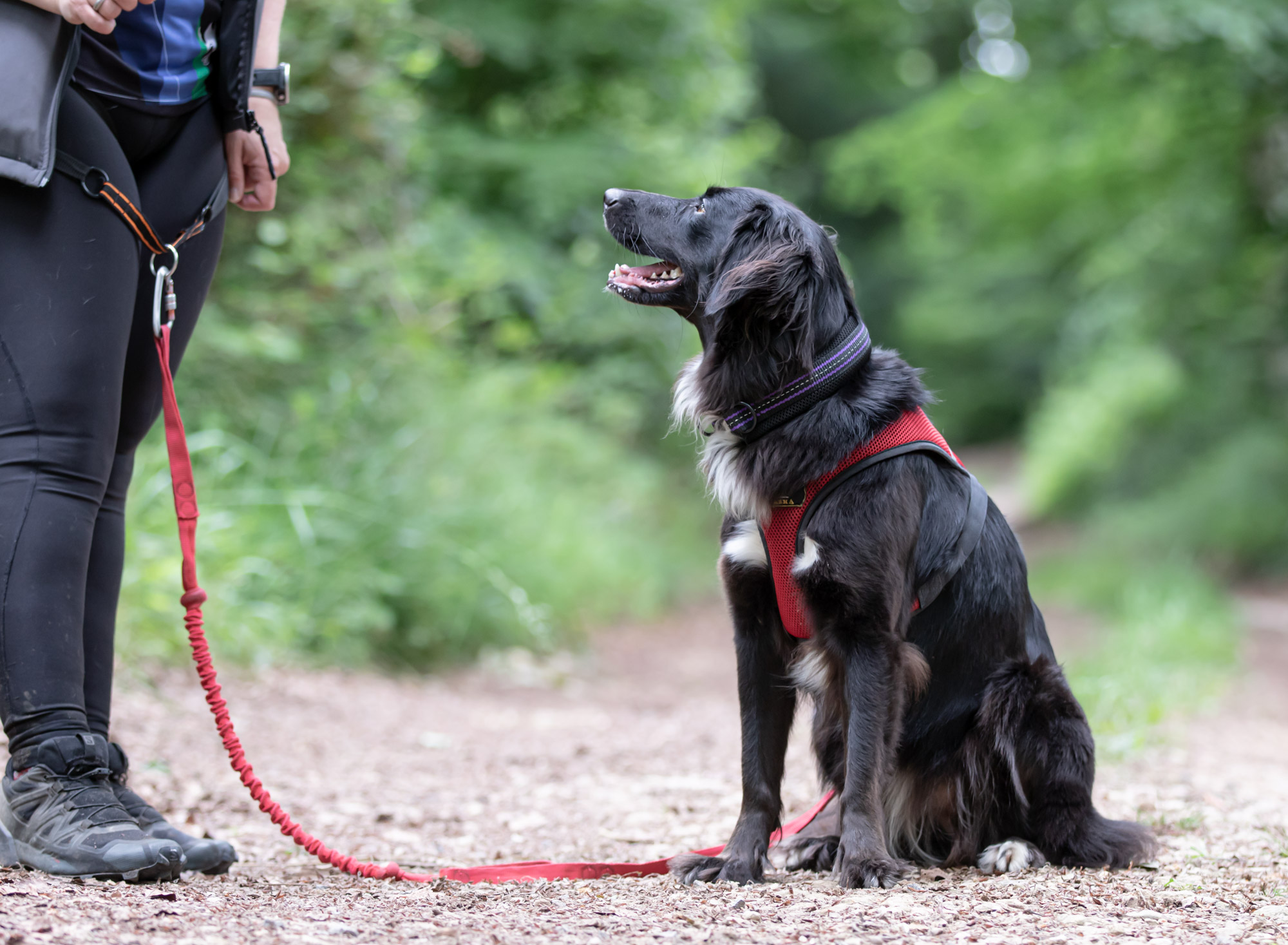 Canicross Harnesses: Everything You Need to Know Before You Buy - K9 Trail Time: Leading Canine ...