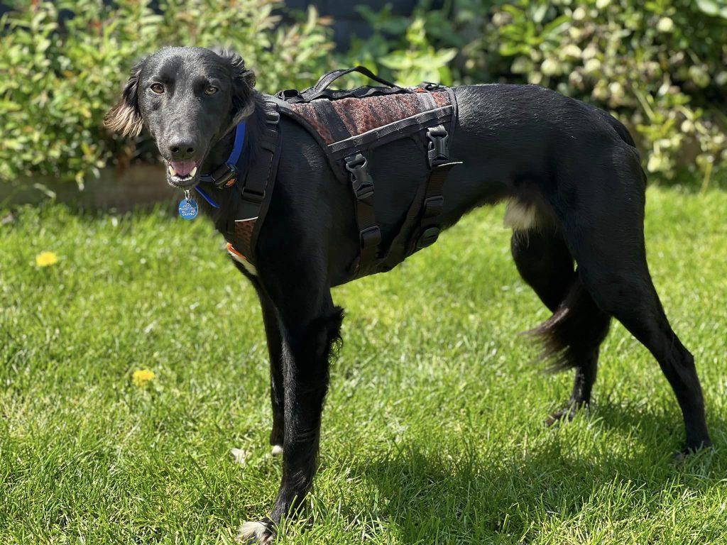 Non-stop Rock Harness