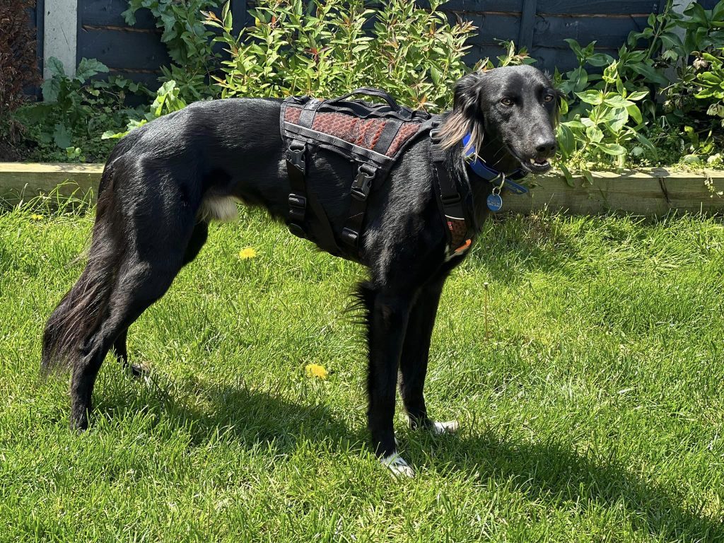 Non-stop Rock Harness